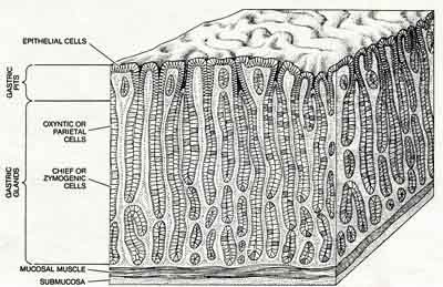 HUMAN STOMACH (part 1) | The Lawyers & Jurists